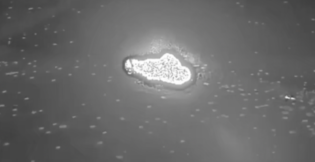 Опубліковано ефектне відео застосування М58 MICLIC для розмінування на ...